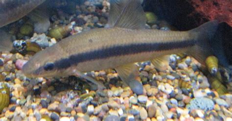 ‘이 물고기 절대 날로 먹지 마세요 심하면 암 유발” 충격