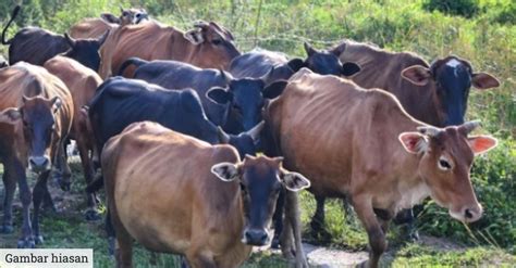 Penunggang Motosikal Maut Langgar Lembu Berkeliaran