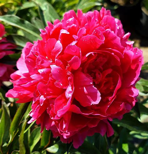 Its Peony Month… Yeah Sticks And Stones