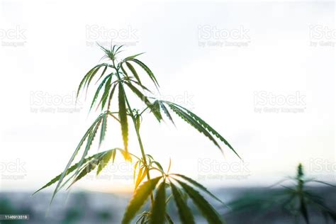 대마초 상업 성장 초본 대체 의학 Cbd 오일의 개념입니다 초본 약 제 Cbd 기름을 위해 이용 되는 생물학과 생태 대 마 식물
