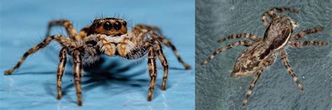 10 COMMON Spiders Found In Madagascar 2025 Bird Watching HQ