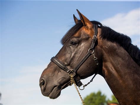 Handm Chilli Willi Philippaerts