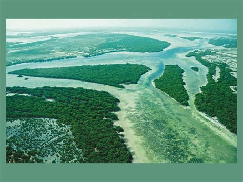 Abu Dhabi Announces Its Success In Planting 44 Million Mangroves As