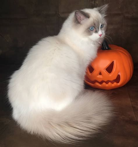 Ginger Femelle Ragdoll Bleu Bicolore Championne De France