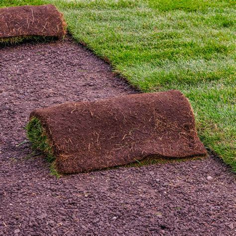 Fescue Sod X Pieces Merrifield Garden Center
