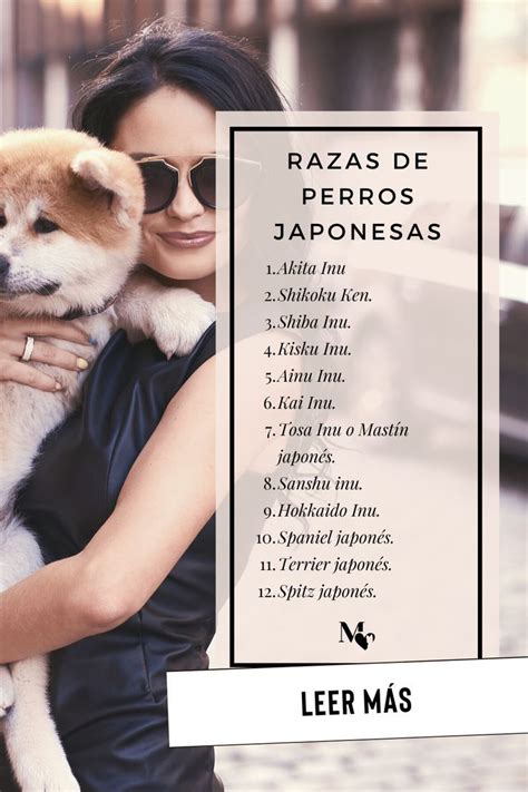 Razas De Perros Japonesas Perro Japones Razas De Perros Perros De