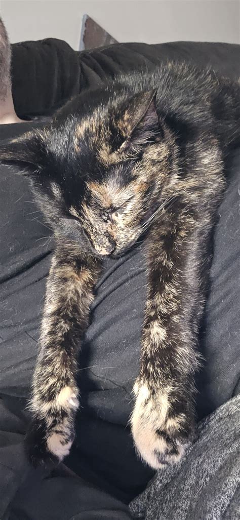 Pixie Having A Bit Of A Snooze After Playing With Her New Toy Album On Imgur