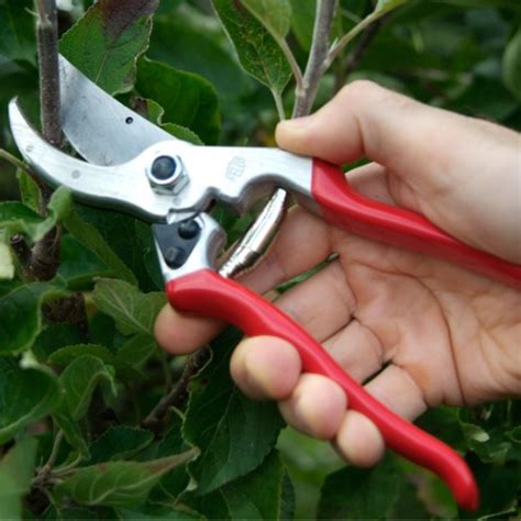 Master The Art Of Tree Trimming Essential Pruning Tools And Techniques
