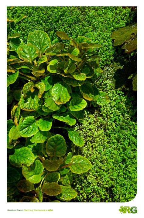 Rgsp004 By Shark Graphic On Deviantart