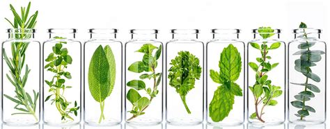 Phytochemicals Discover Our Natural Herbal Extracts