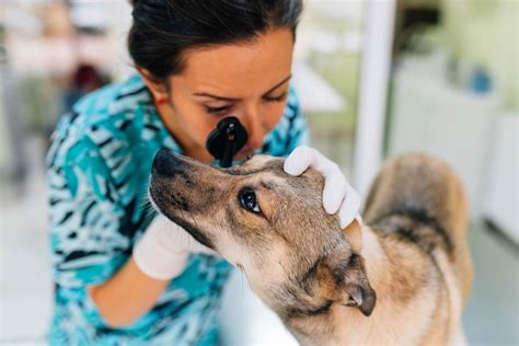 6 Types Of Eye Discharge In Dogs And What They Mean