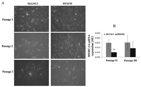 Morphology Of Myoblasts Cultured In Different Media Myoblasts Were