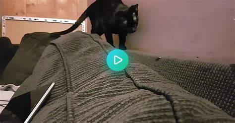 Fuzzy Hunting A Stink Bug Album On Imgur