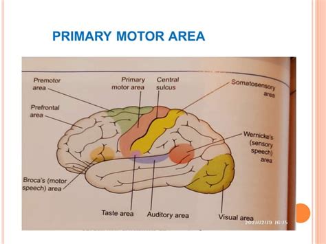 Structure And Functions Of Cerebrum Pptx Brain And Nervous System