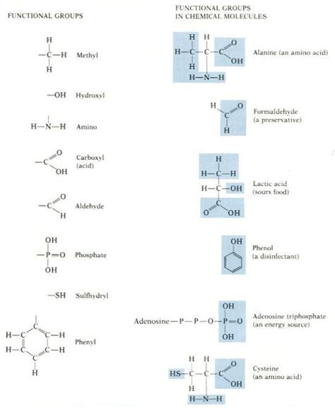 Functional Groups - Biology High School Biology, Ap Biology, Molecular ...