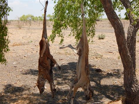 What Happens In The Ecosystem If An Apex Predator Is Removed Oikos Journal