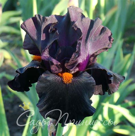 Купить саженцы Ирис Эшасье Echassier