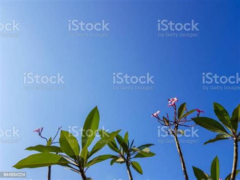아름 다운 Plumeria 또는 Frangipani 꽃 나무 가지 꽃의 그늘 맑은 여름의 푸른 하늘 복사 공간 배경에 신선한