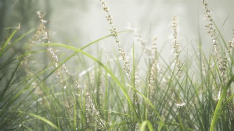 Grass Flower Field With Soft Sunlight For Background 6037538 Stock