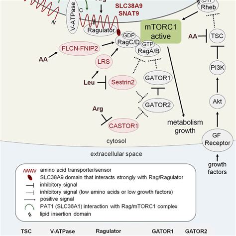 Amino Acid Dependent Mtorc1 Signaling And Its Subcellular Control