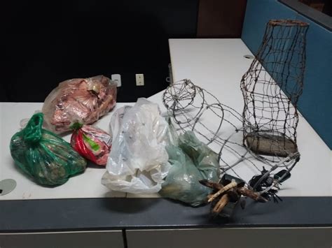 Polícia Prende Homem Suspeito De Furto De Gado Crime Contra A Fauna E