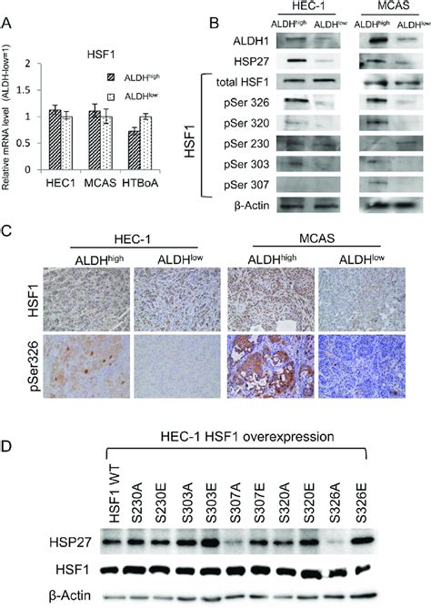 Stress Activated Transcription Factor HSF1 Works Upstream Of HSP27 A Download Scientific