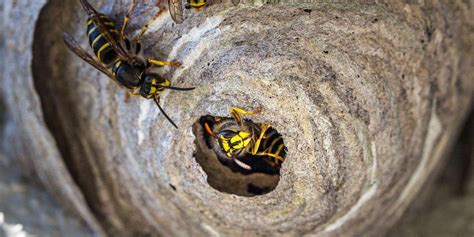 How To Get Rid Of Wasp Nests And Prevent Wasps Pest Defence