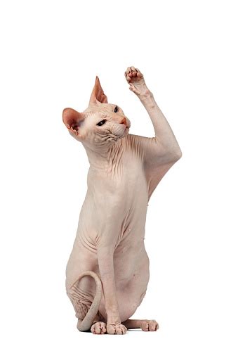 핑크 자본가 Sphynx 좌석의 제기할 바라요 퍼 격리됨에 2015년에 대한 스톡 사진 및 기타 이미지 2015년 가죽