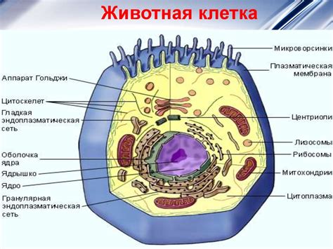 Прокариот и эукариот презентация онлайн