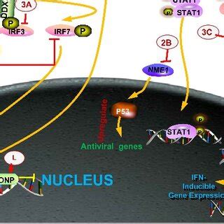 Known Functions Of FMDV Non Structural Proteins On Immune Escape Red