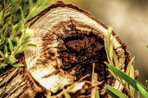 Tree Core Photograph By Gamal Tawheed Fine Art America