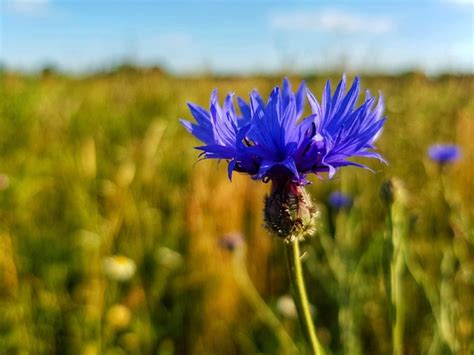 Premium Photo Cornflower