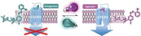 Photoswitching The Efficacy Of A Small‐molecule Ligand For A