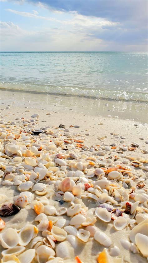 Best Shelling Beaches In Florida So Many Seashells Best Shelling In