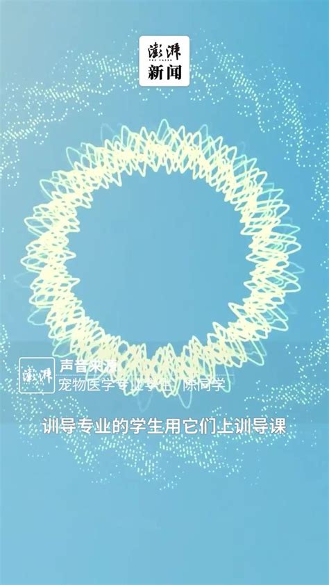 大学生牵狗去上课学校养的狗系宠物医学专业的实验课 凤凰网视频 凤凰网