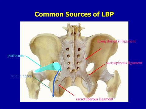PPT Comprehensive Guide Differential Diagnosis And Treatment Of Low Back Lower Extremity