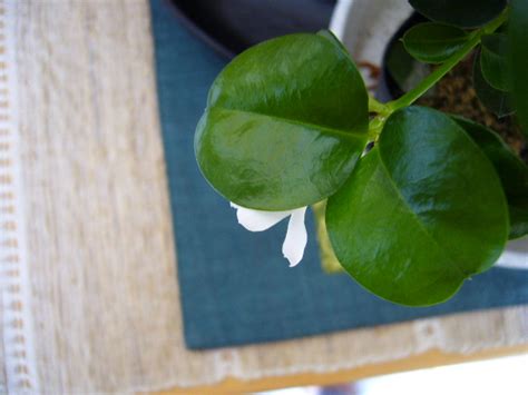 Frangipani