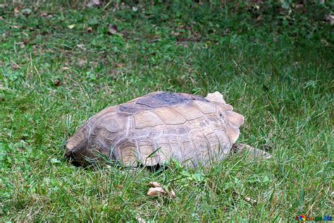Turtle In Grass Free Image № 45845