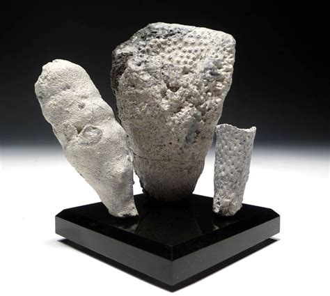 Fossil Sponges Sea Sponge Phymatella Fossils Prehistoric Marine Invertebrates