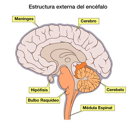 Que Es El Encéfalo Y Sus Partes Brainlylat