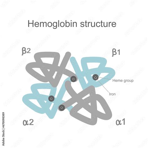 The Picture Of Quaternary Structure Of Hemoglobin Hb Or Hgb