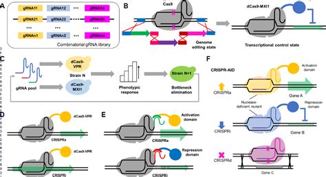 Advancing Metabolic Engineering Of Saccharomyces Cerevisiae Using The Crisprcas System Journal