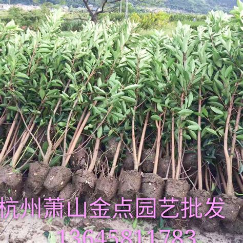 发青树绿篱图片绿篱图片大山谷图库