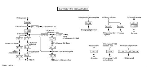 Lon Capa Kegg Xenobiotics Metabolism Standard Metabolic Pathway