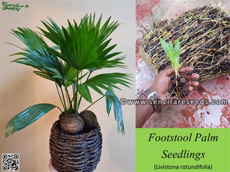 Livistona Rotundifolia Footstool Palm X100 Seedlings Sencirareseedsarea