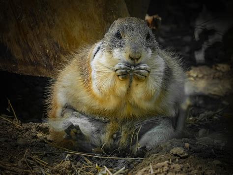 Cynomys Ludovicianus 1 Photograph By Udrea Dan Fine Art America