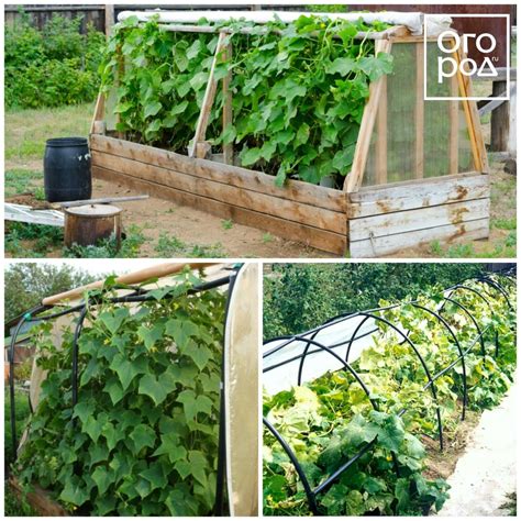 Теплица для огурцов своими руками 68 фото НА ДАЧЕ ФОТО