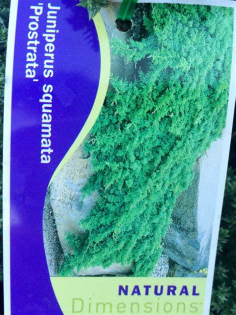 Juniperus Squamata Prostrata Wholesale Nursery Nurseries In