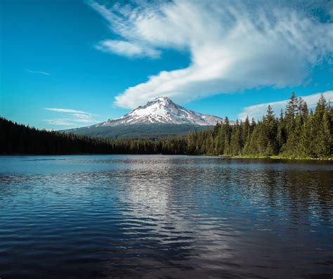 Associated Oregon Loggers Inc