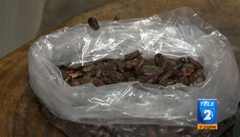 Día Mundial Del Cacao